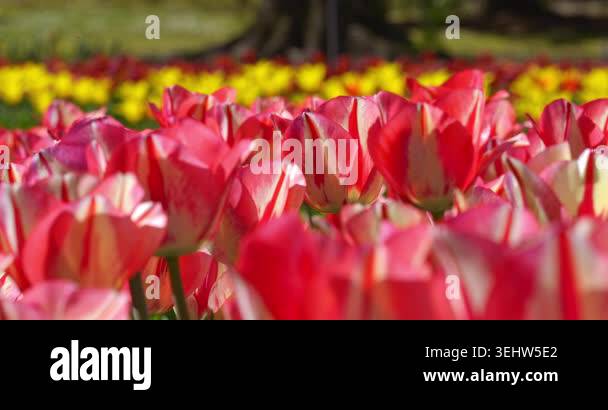 Fantastic spring landscape in a field of colorful tulips Stock Video ...