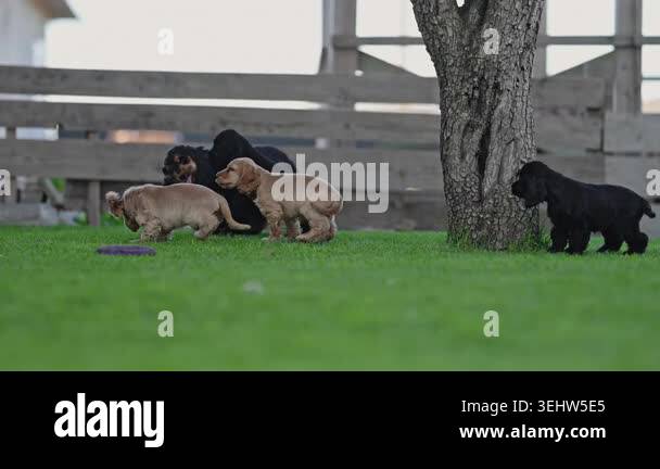 Adorable dog family playing together, funny puppies in cozy home, 4K ...