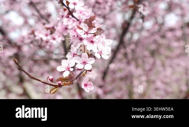 Cherry blossoms in spring Stock Video Footage - Alamy