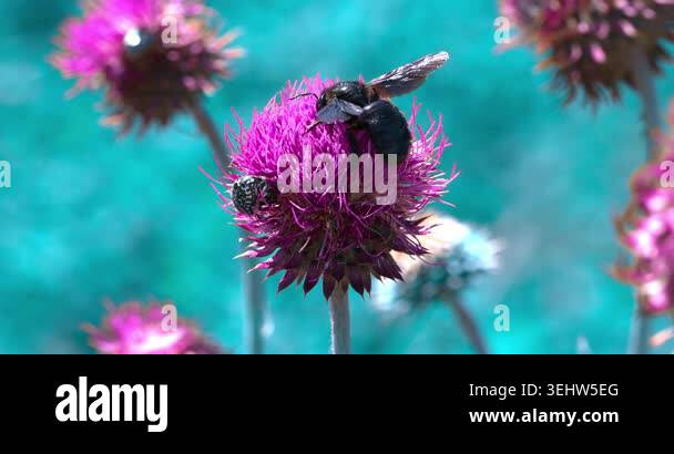 Macro - Insects on a lilac flower Stock Video Footage - Alamy