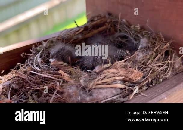 Baby birds resting in nest, close up view of chicks in natural shelter ...