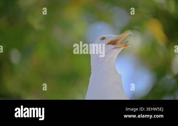 Detailed portrait of a white gull with open beak and colorful bokeh ...