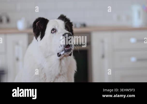 Funny white Alabai catching dog food in modern kitchen, playful ...