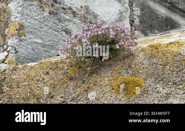 purple wisteria flowers cascade over ancient stone archway in a ...