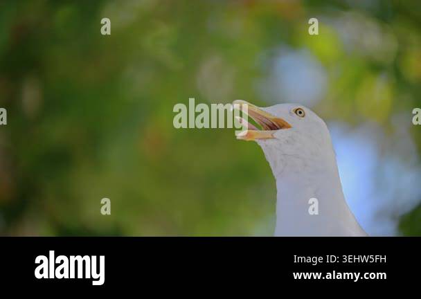 White seagull portrait with open beak against blurred natural ...
