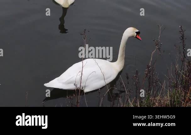 Two swans on water one swimming away one approaching Stock Video ...
