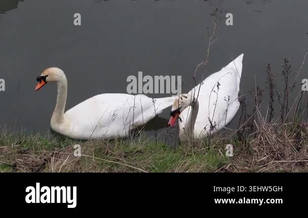 Two white swans floating on water near shore Stock Video Footage - Alamy
