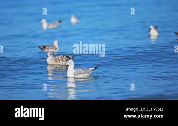 Nature scene with seagulls on sparkling blue sea and gentle motion ...