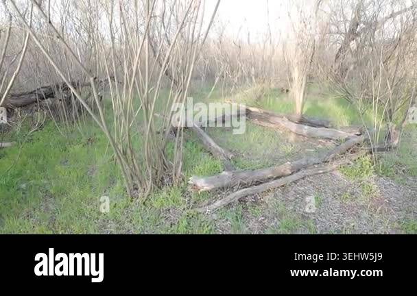 In the spring forest, logs lying on the ground form a square shape ...