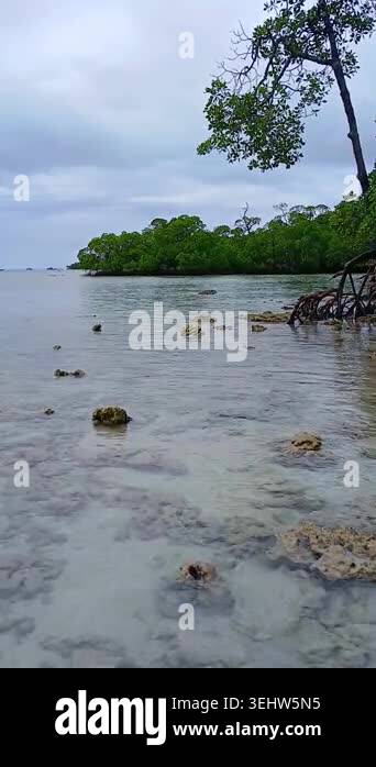 Scenic view of the calm, crystal-clear shallow waters of Nemo Reef at ...