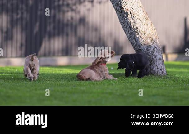 Small spaniel dogs running and playing in sunny garden, carefree ...