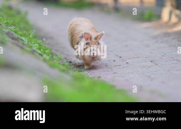 Cute fluffy rabbit running along a garden path with soft background ...