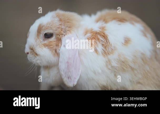 Cute fluffy rabbit close-up with soft fur and gentle eyes, adorable 4K ...