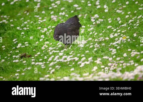 Free range chicken grazing in a fresh spring meadow full of blooming ...
