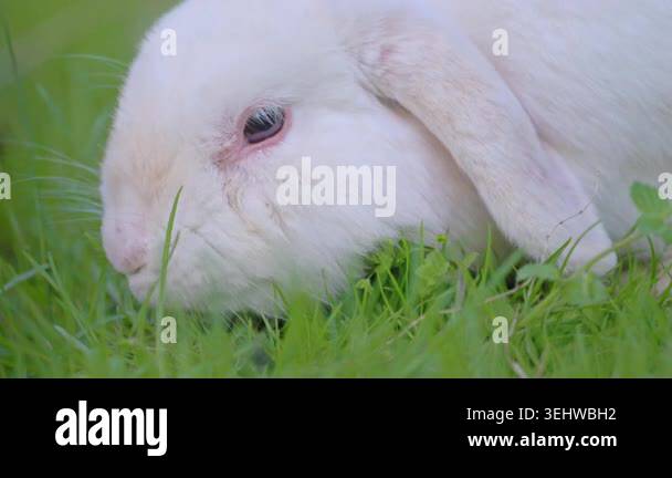 Peaceful white bunny in green meadow eating fresh grass, cinematic slow ...