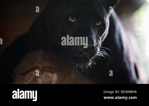Intense close-up of a black panther in natural light, beautiful ...