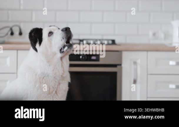 Happy fluffy Alabai jumping for treats at home, adorable slow motion ...