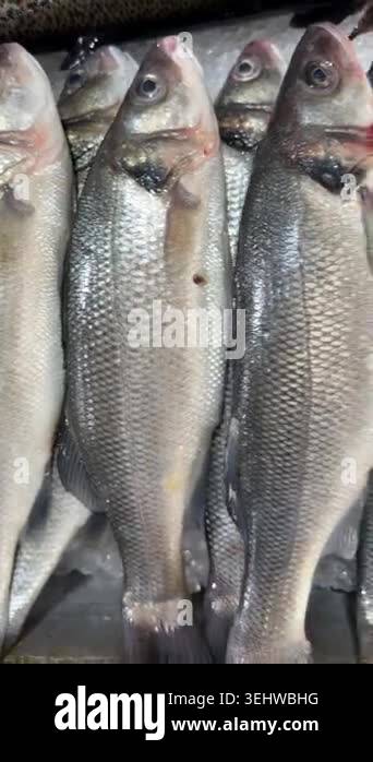 Vertical panning shot of fresh sea bass and sea bream fish displayed on ...