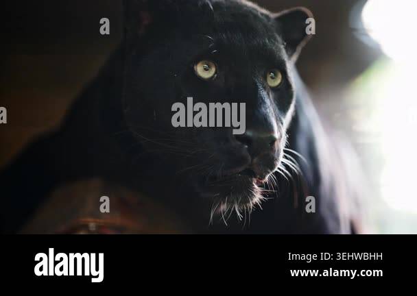 Majestic melanistic leopard in close-up with sharp eyes and dramatic ...