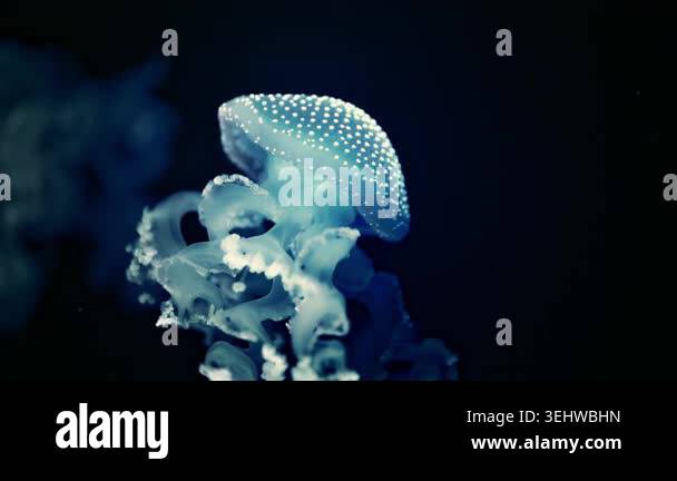 Dreamy underwater scene with translucent jellyfish and soft blue light ...