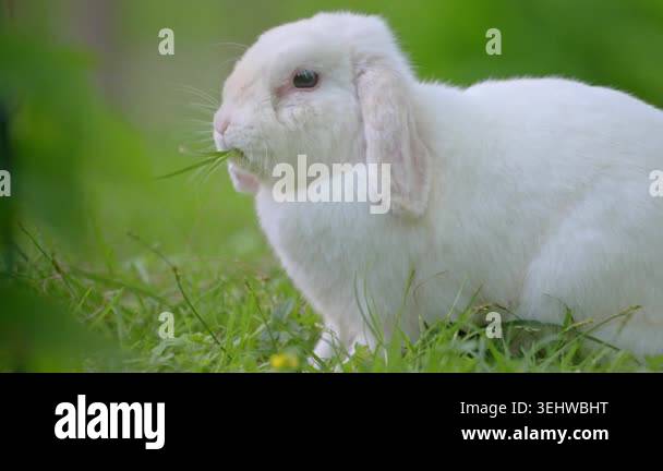 Cute white bunny eating fresh grass in green garden, adorable 4K slow ...
