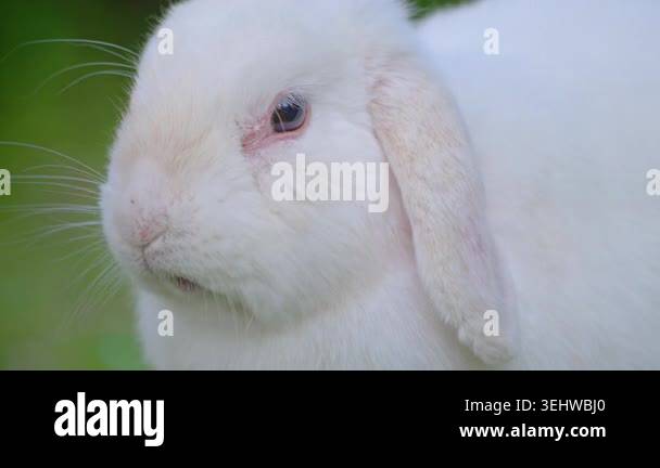 Sweet white bunny grazing in garden with natural light and green colors ...