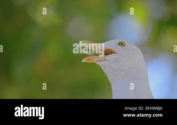 Beautiful seagull in close-up with vibrant green bokeh and shallow ...
