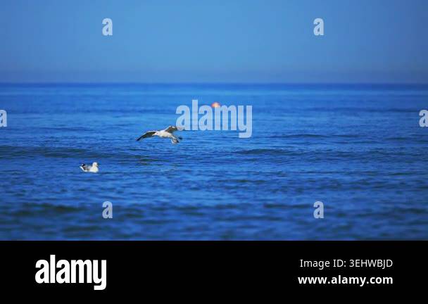 White seagull gliding over blue waters in Italy, scenic 4K slow motion ...