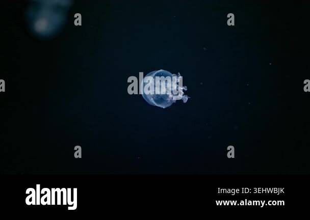 Transparent jellyfish illuminated by blue underwater light, dreamy ...