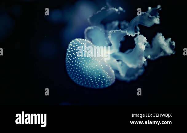 Beautiful jellyfish drifting underwater with glowing texture and soft ...