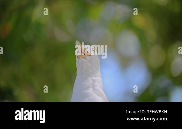 Close-up of a seagull calling with soft green bokeh background ...