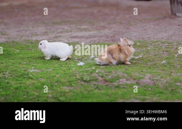 Funny white and red rabbits sitting back to back after a fight on green ...