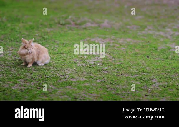 Two playful rabbits running and fighting on a sunny meadow by the lake ...