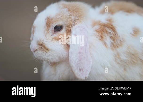 Peaceful bunny resting in soft light with detailed fur texture ...