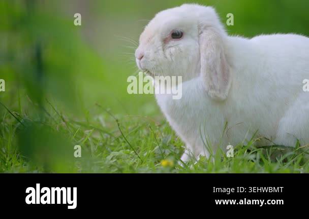 Adorable bunny eating in lush green nature, peaceful animal footage in ...