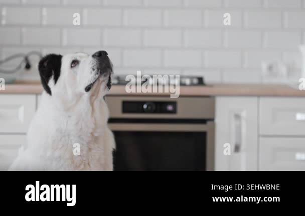 Playful Central Asian Shepherd enjoying treats indoors, emotional 4K ...