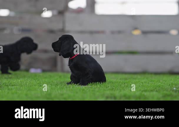 Happy spaniel puppies playing outdoors in sunlight, adorable slow ...