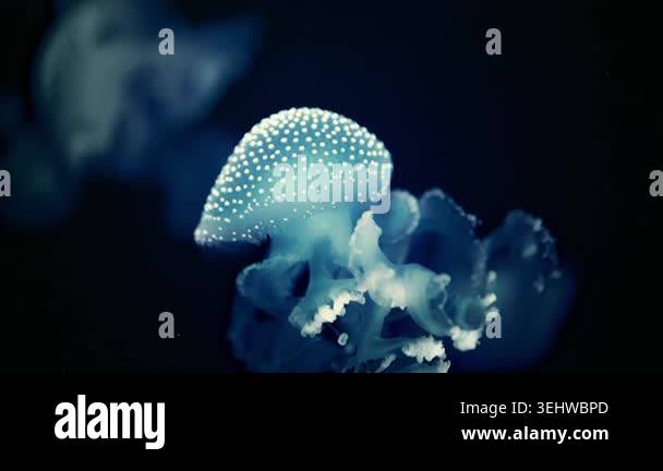 Elegant jellyfish floating in illuminated blue water, beautiful ...