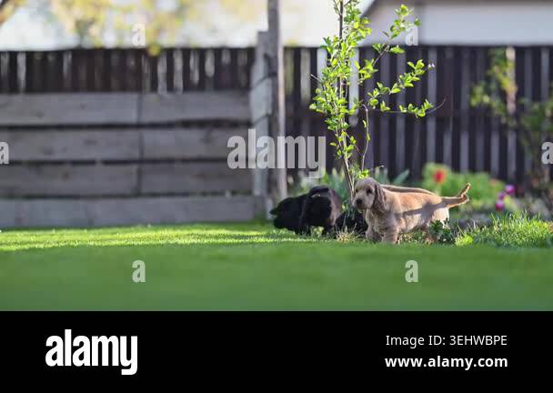 Adorable small dogs running and playing, green grass and warm light, 4K ...