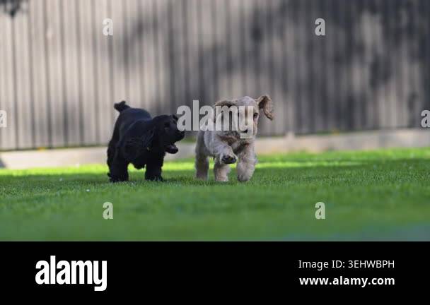 Small playful puppies running on lawn, happy carefree moment, 4K slow ...