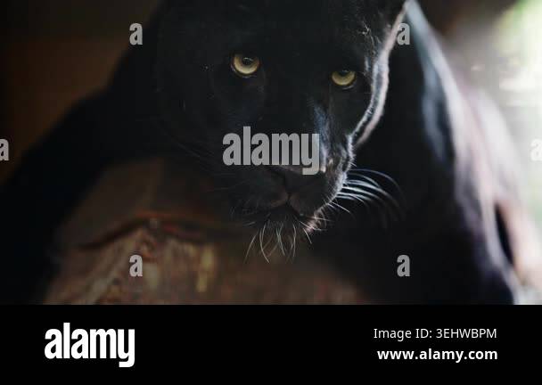 Powerful black panther portrait with intense gaze and dark background ...