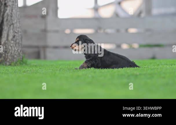 Playful puppies enjoying green grass and sunlight, adorable, 4K slow ...