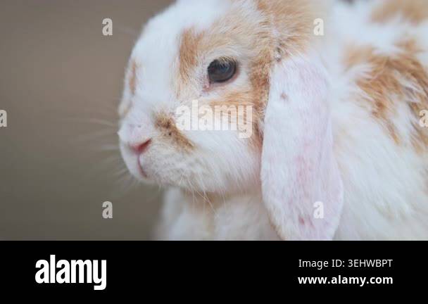 Cute lop rabbit portrait with soft blurred background and natural light ...