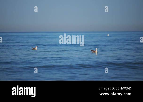Calm ocean atmosphere with seagulls floating on water during sunny ...