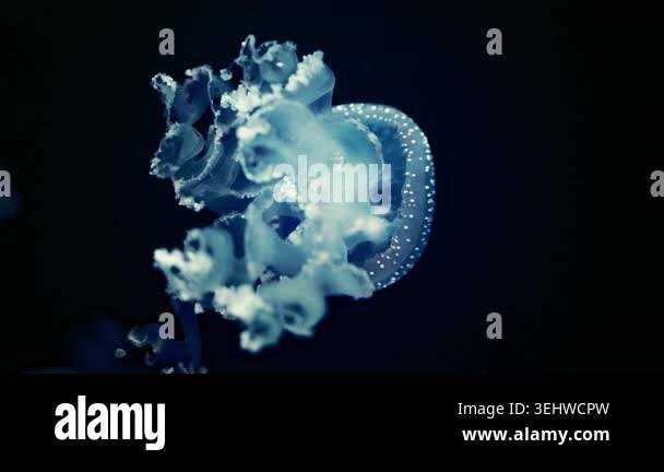 Mystical jellyfish underwater with luminous body and flowing tentacles ...