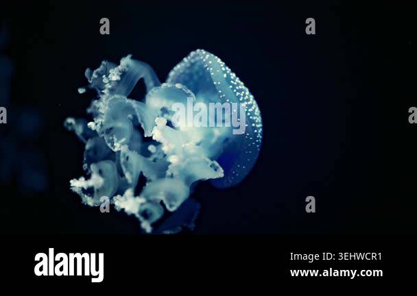 Glowing sea jelly drifting in dark ocean water with graceful motion ...