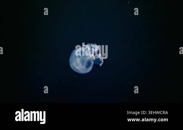Beautiful sea jelly drifting gracefully in deep ocean water ...