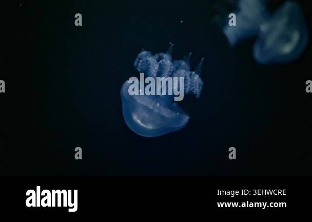 Ethereal jellyfish moving through blue ocean depths, cinematic 4K slow ...