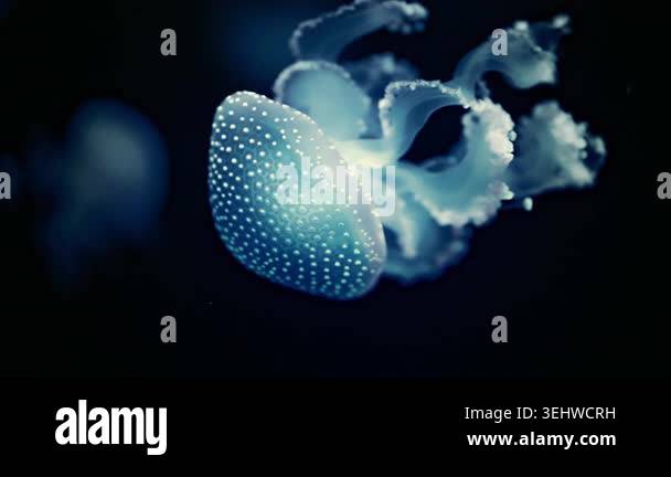 Glowing spotted jellyfish floating in deep blue water, mesmerizing 4K ...