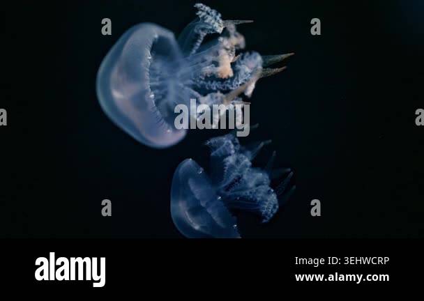 Pair of glowing jellyfish floating in deep sea darkness, atmospheric ...